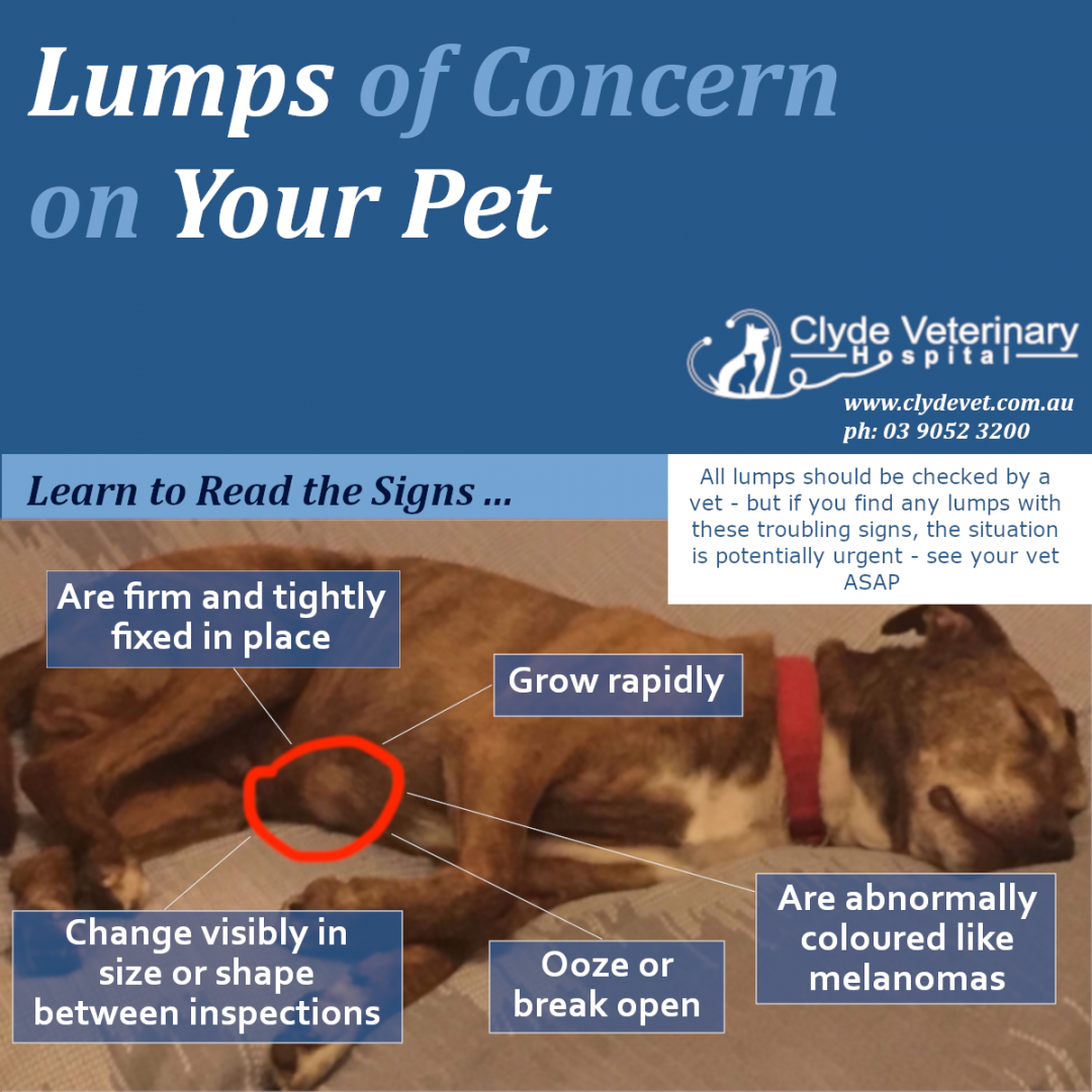 The Importance Of Checking Your Dog Or Cat's Skin For 'Lumps & Bumps'