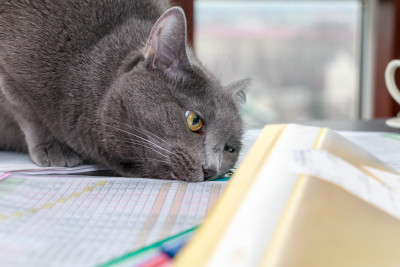 Bringing Your New Cat Home - Everything New Cat Adopters Need To Know