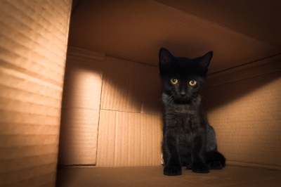 Bringing Your New Cat Home - Everything New Cat Adopters Need To Know