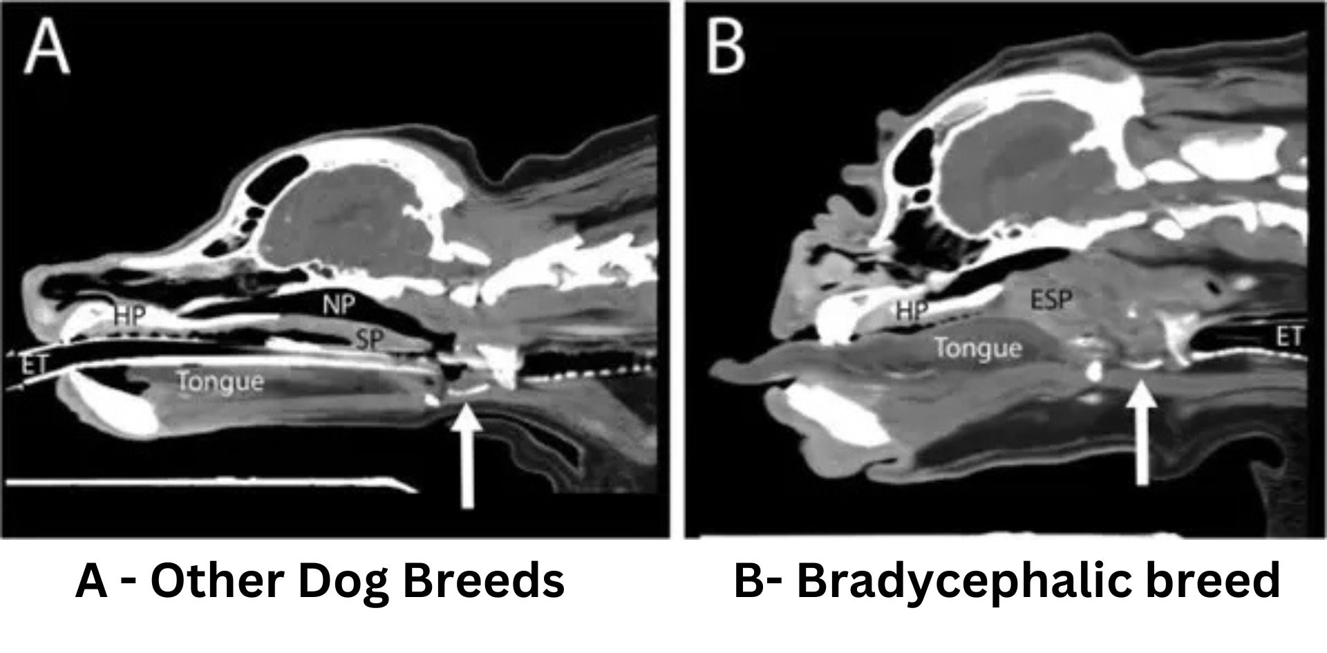 Understanding Brachycephalic Breeds - Clyde Veterinary Hospital